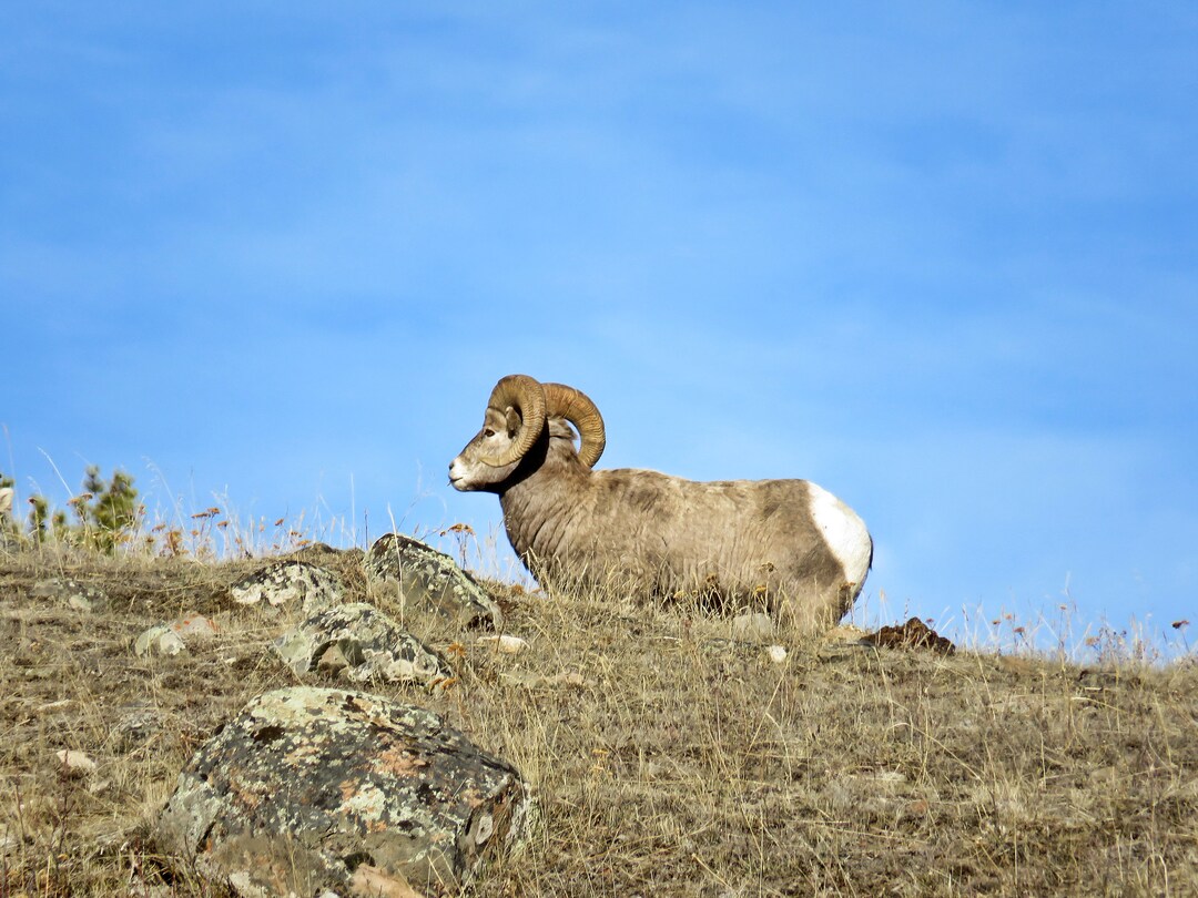 Wild Ram Photo Sheep on Mountain Wildlife Photography Digital Download ...
