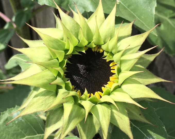 Sunflower Sunfill Green 10 Seeds - Etsy