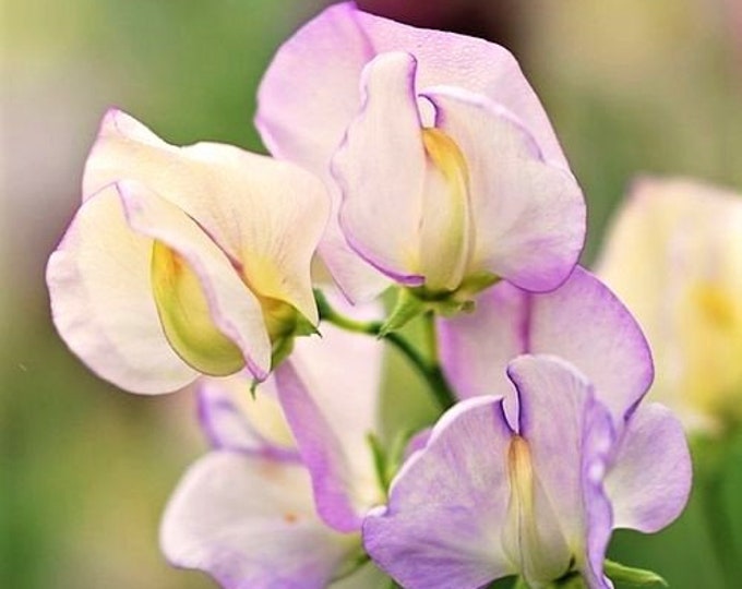 Sweet Pea 'high Scent' - 10 Seeds - Etsy