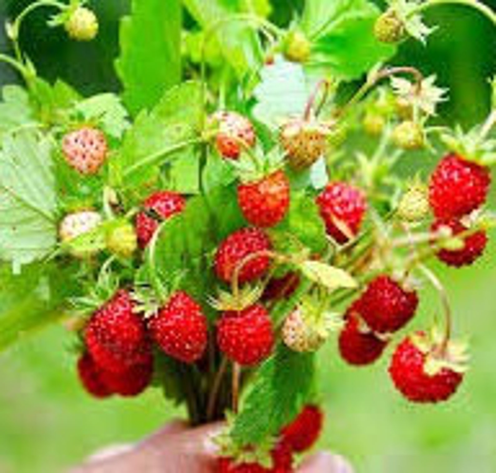 Moss Hall Wild Strawberry Seeds 30 Seeds a Blend of 6 Different Kinds ...