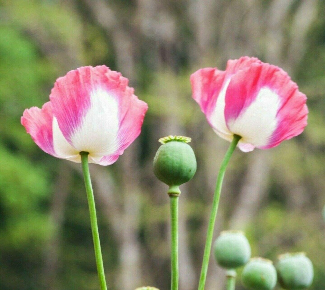 Amphora Poppy 100 Seeds - Etsy