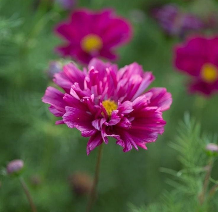 ~*Cosmos Double Click Cranberries — Moss Hall Seeds