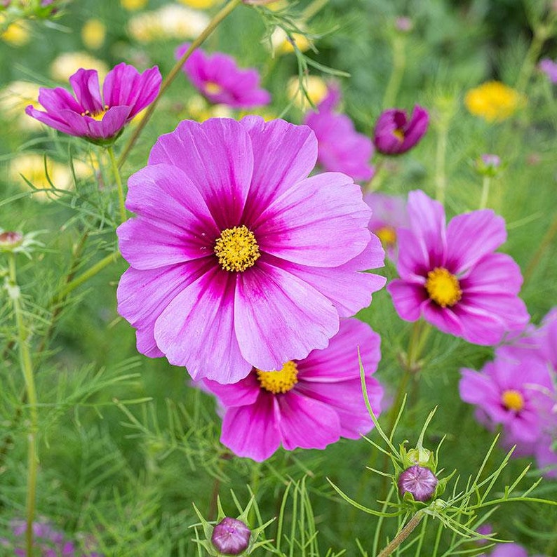 Radiance Cosmos 12 Seeds | Etsy