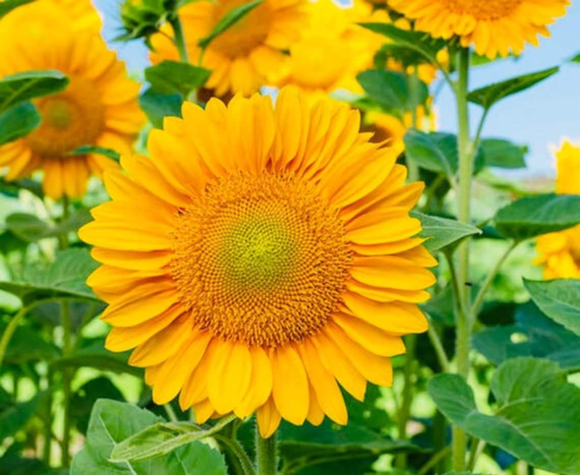 Sunflower Sunrich Gold 10 Seeds - Etsy