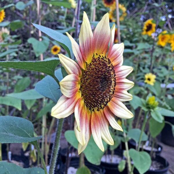 Sunflower Gypsy Charmer — Moss Hall Seeds