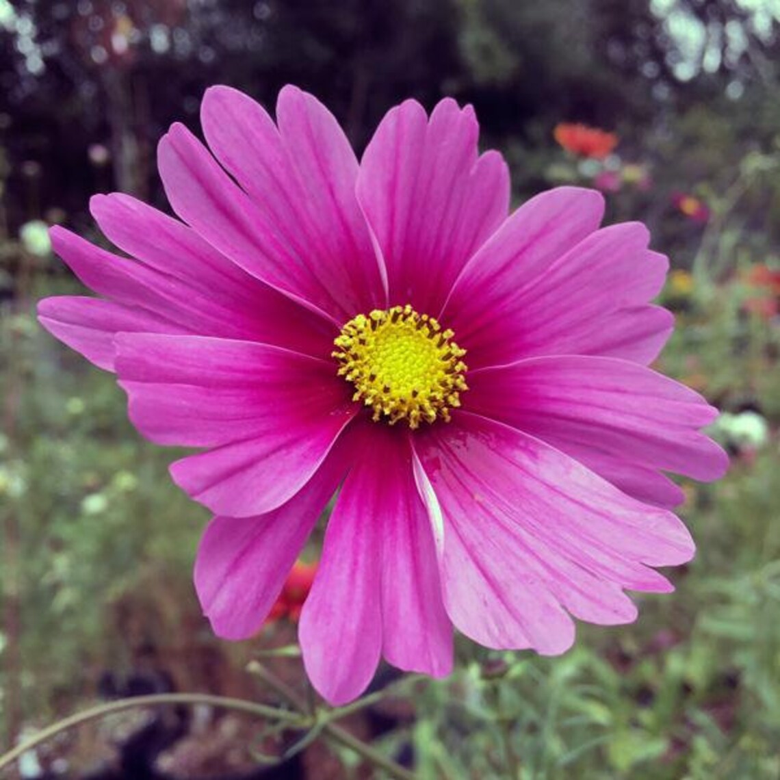 Radiance Cosmos 12 Seeds - Etsy