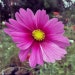 Radiance Cosmos 12 Seeds - Etsy