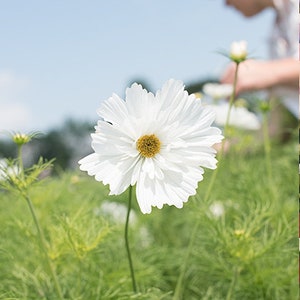 Cosmos Fizzy White 15 Seeds - Etsy