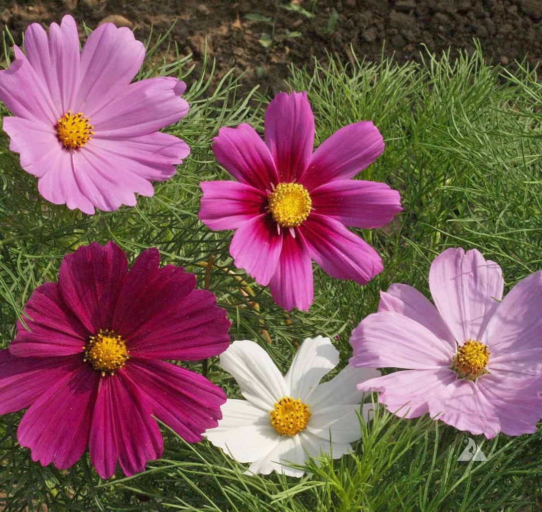 Sensation Mix Cosmos 40 Seeds - Etsy