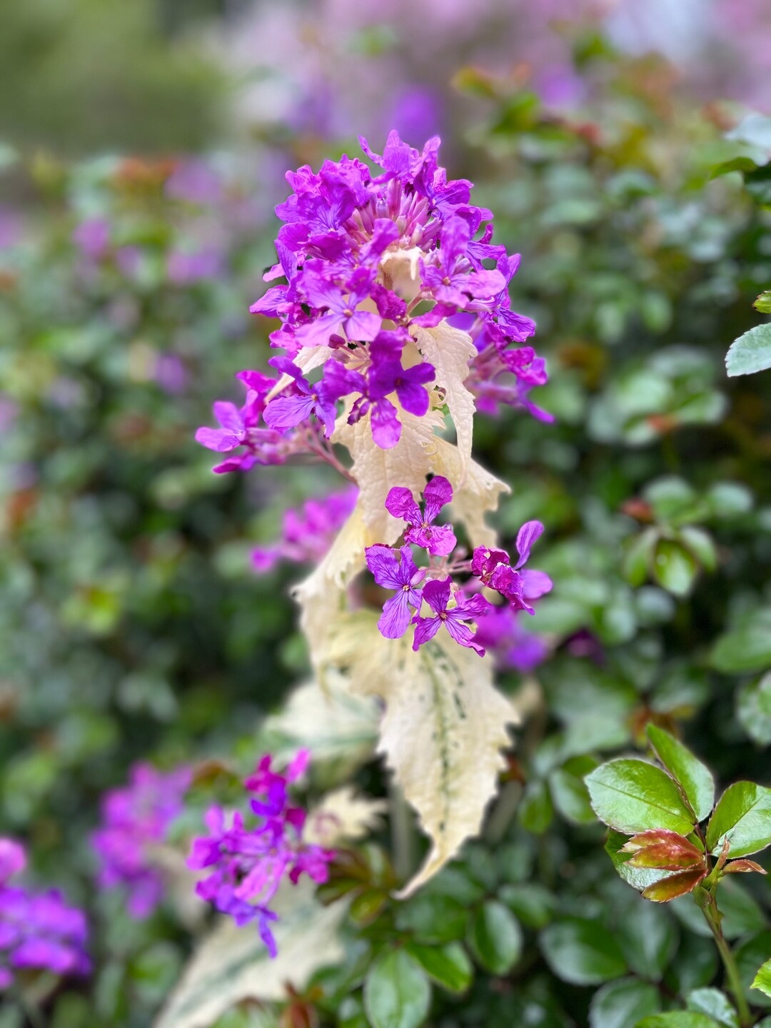 Rare Exclusive Lunaria Variegated Violet Money Plant Honesty Seed - Etsy