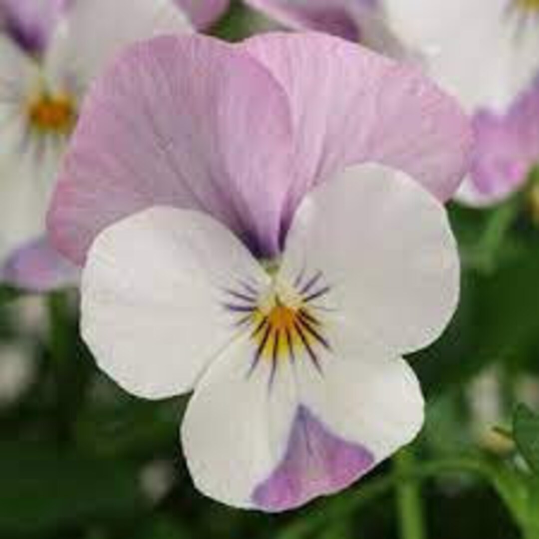 Viola Sorbet XP Pink Wing Seeds Pansy - Etsy