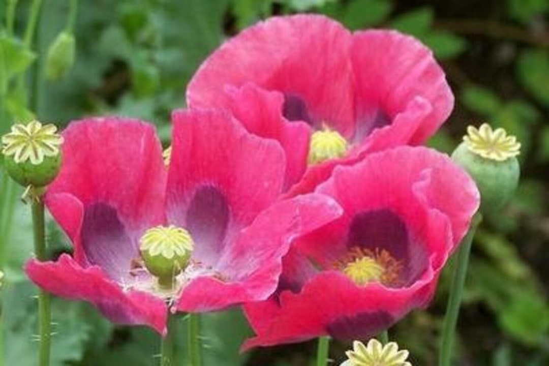 The Giant Pepperbox Poppy 300 Seeds - Etsy