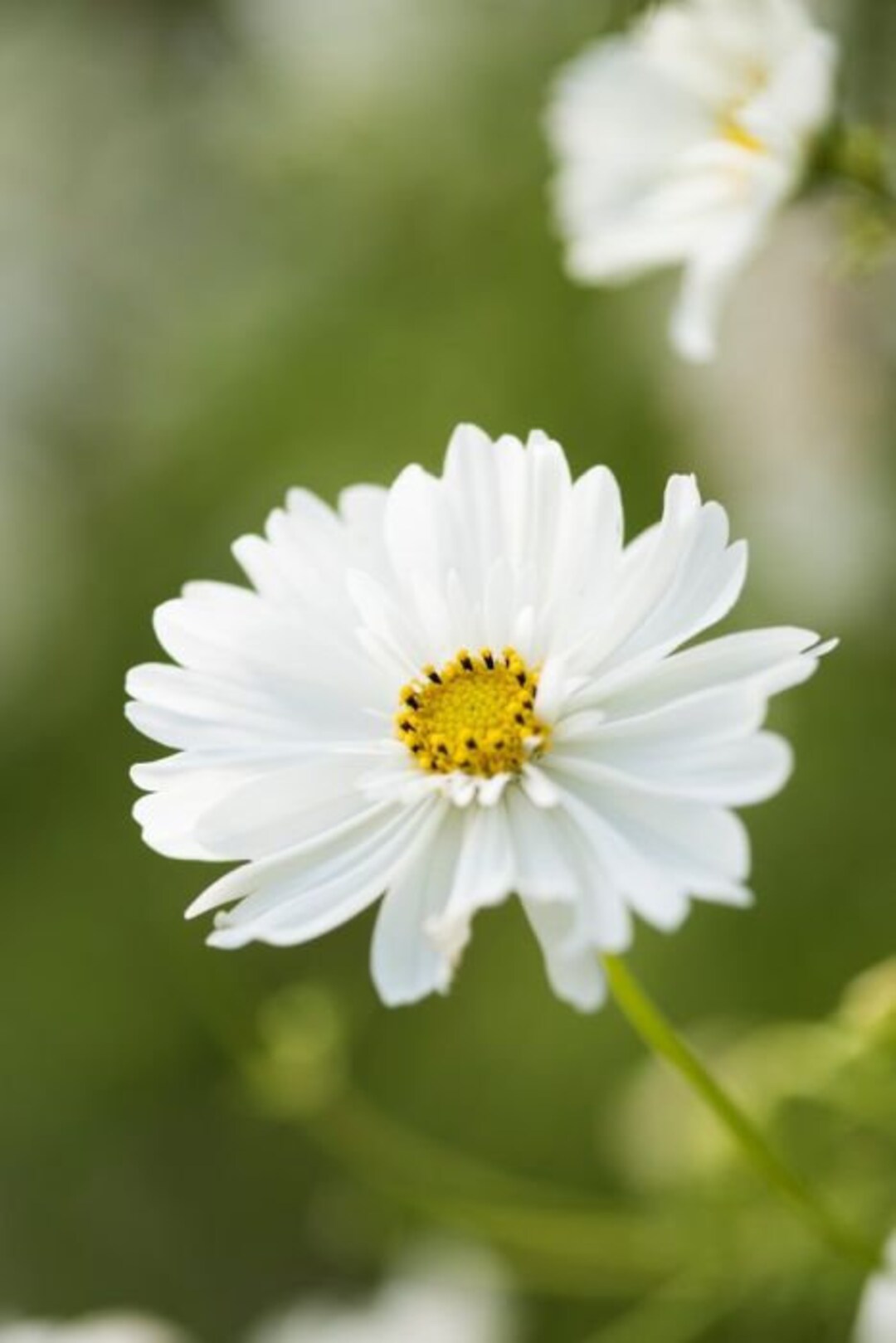 Cosmos Fizzy White 15 Seeds - Etsy