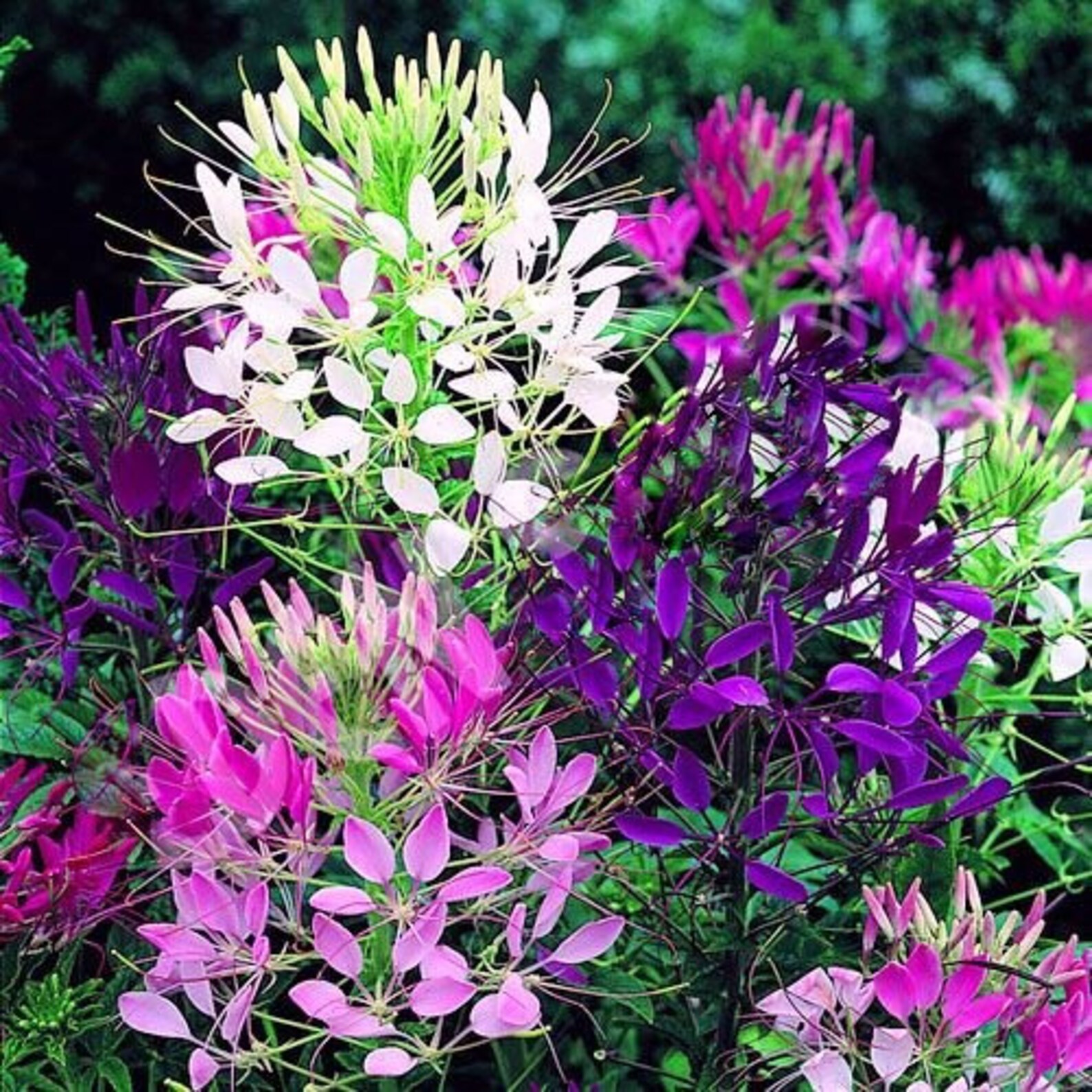 Cleome Mix 30 Seeds - Etsy