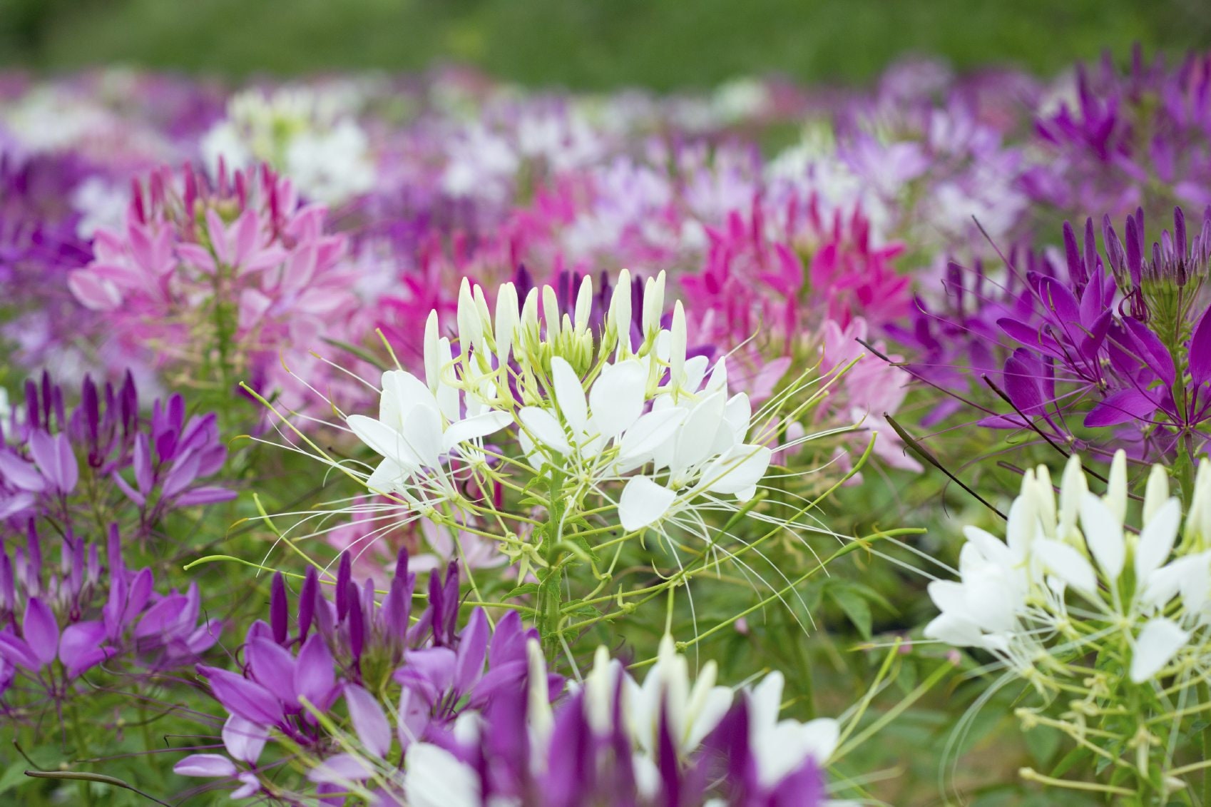 Cleome Mix 30 Seeds - Etsy