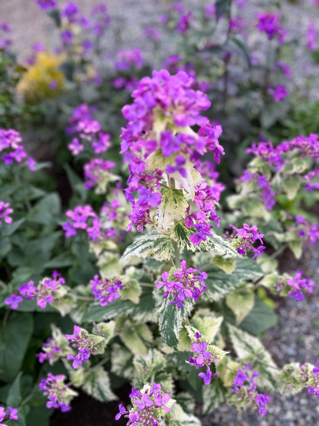 Rare Exclusive Lunaria Variegated Violet Money Plant Honesty Seed - Etsy