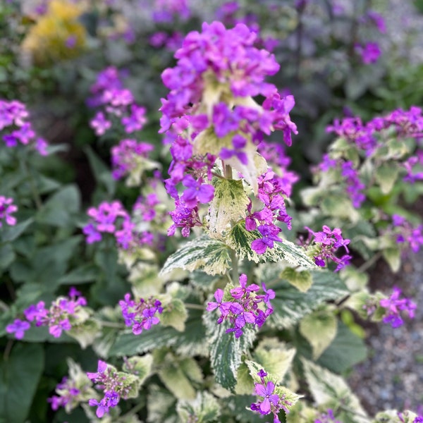Honesty Plant - Etsy