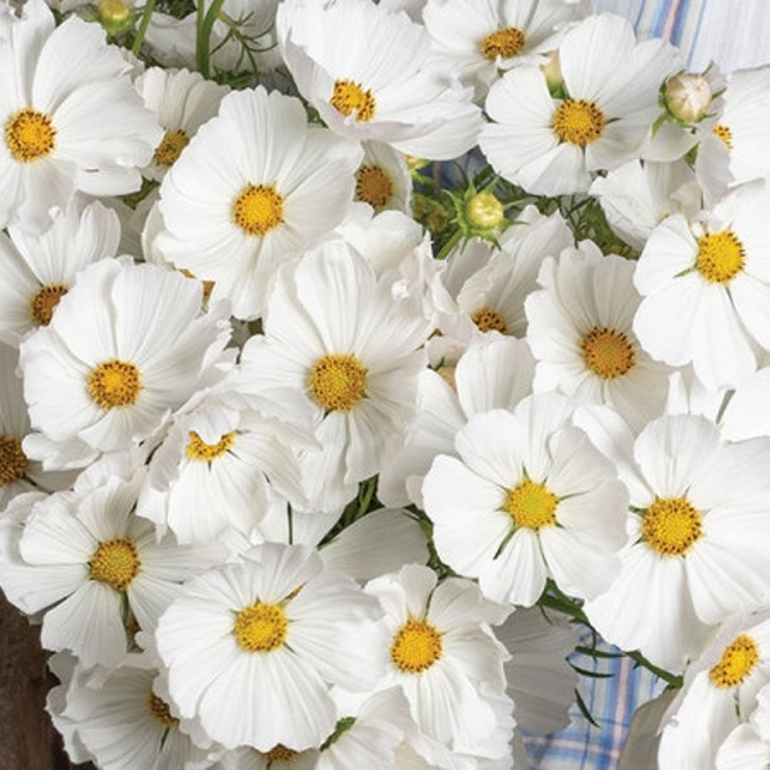 Cosmos Afternoon White 15 Seeds - Etsy