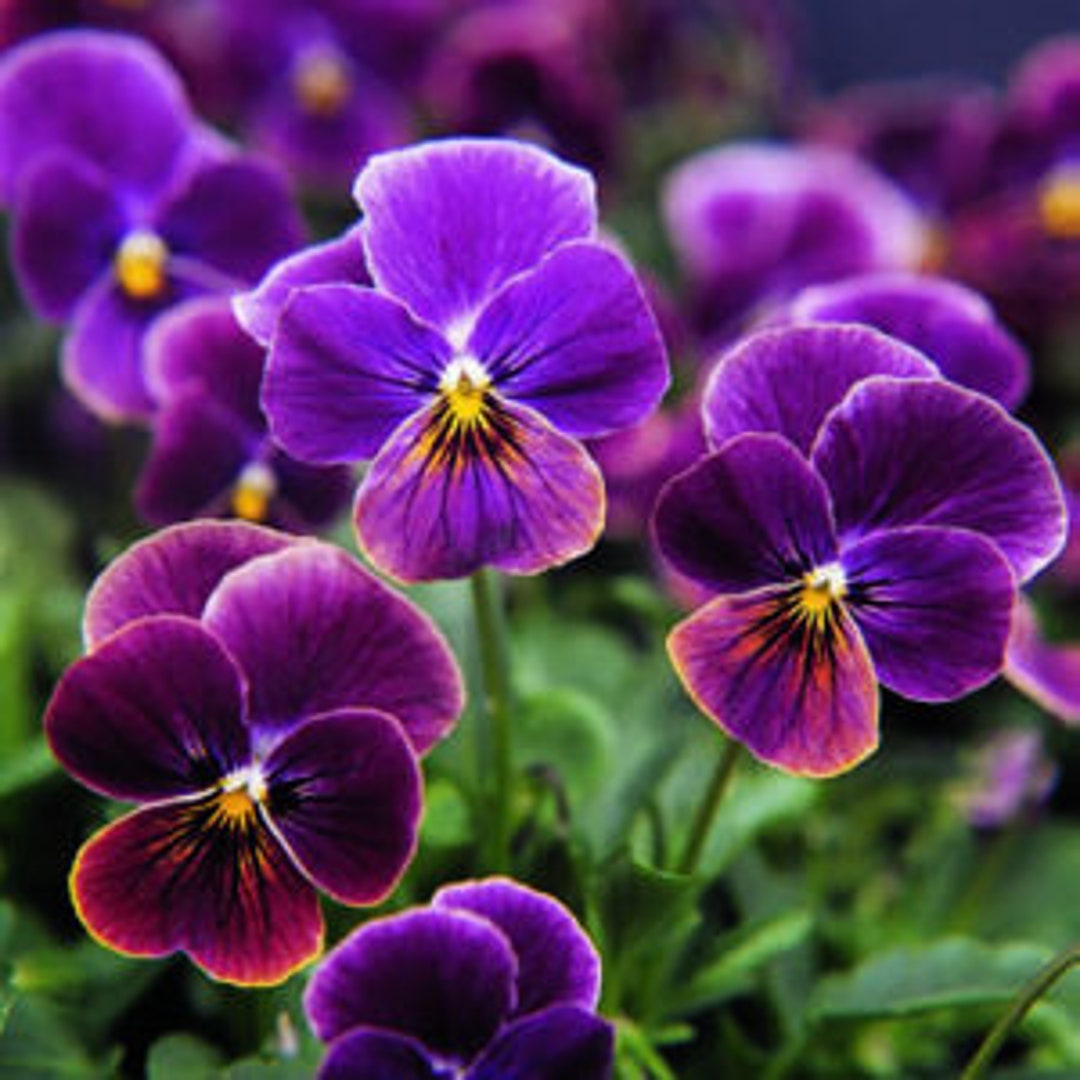 Viola Orchid Rose Beacon Seeds Viola Sorbet XP Pansy - Etsy