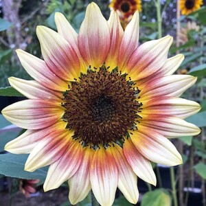 Sunflower Gypsy Charmer 20 Seeds - Etsy