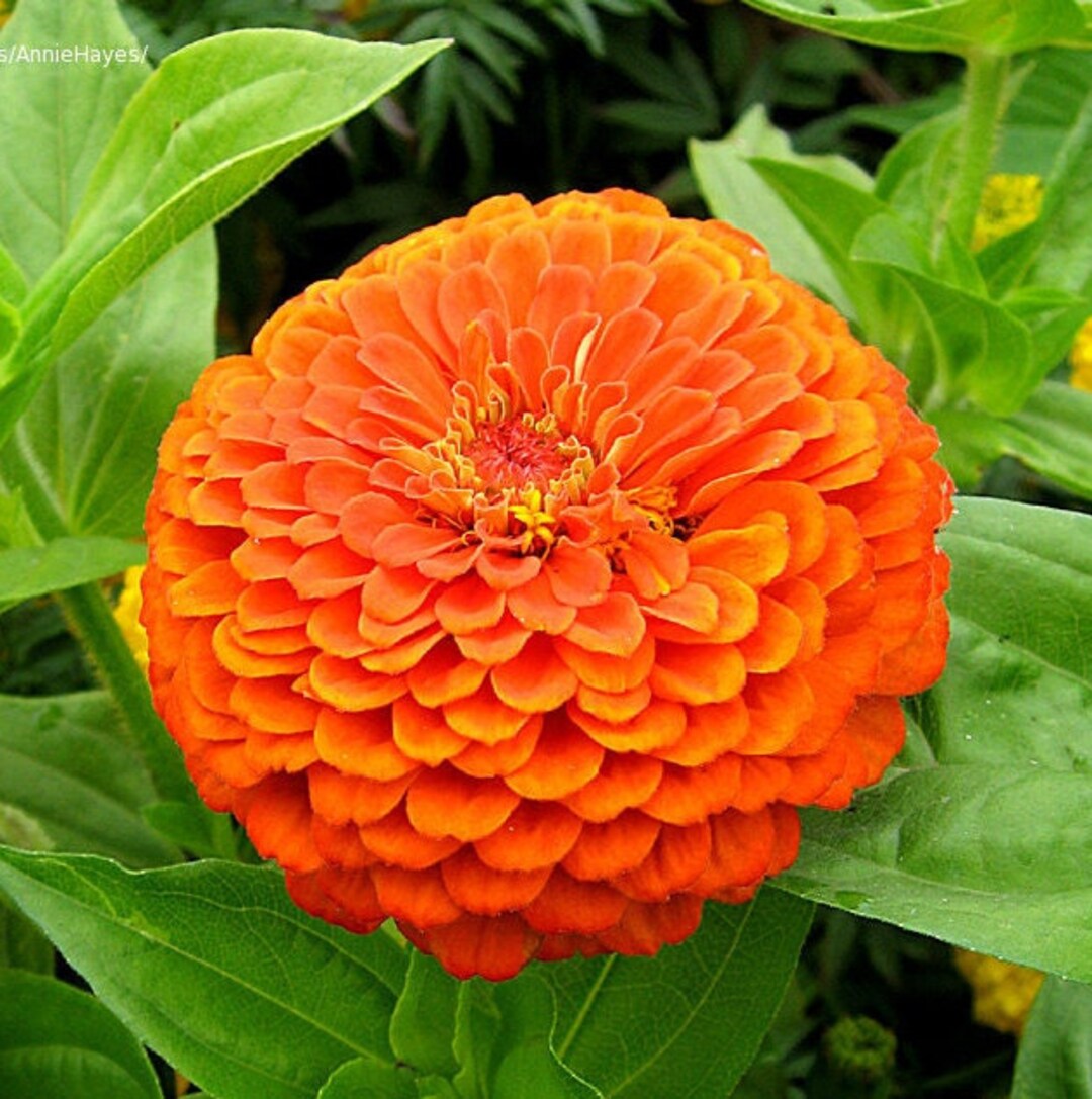 Benarys Giant Orange Zinnia 12 Flower Seeds - Etsy