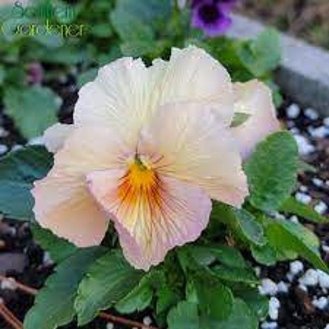 Rare Pansy Inspire Peach Shades 10 Seeds - Etsy