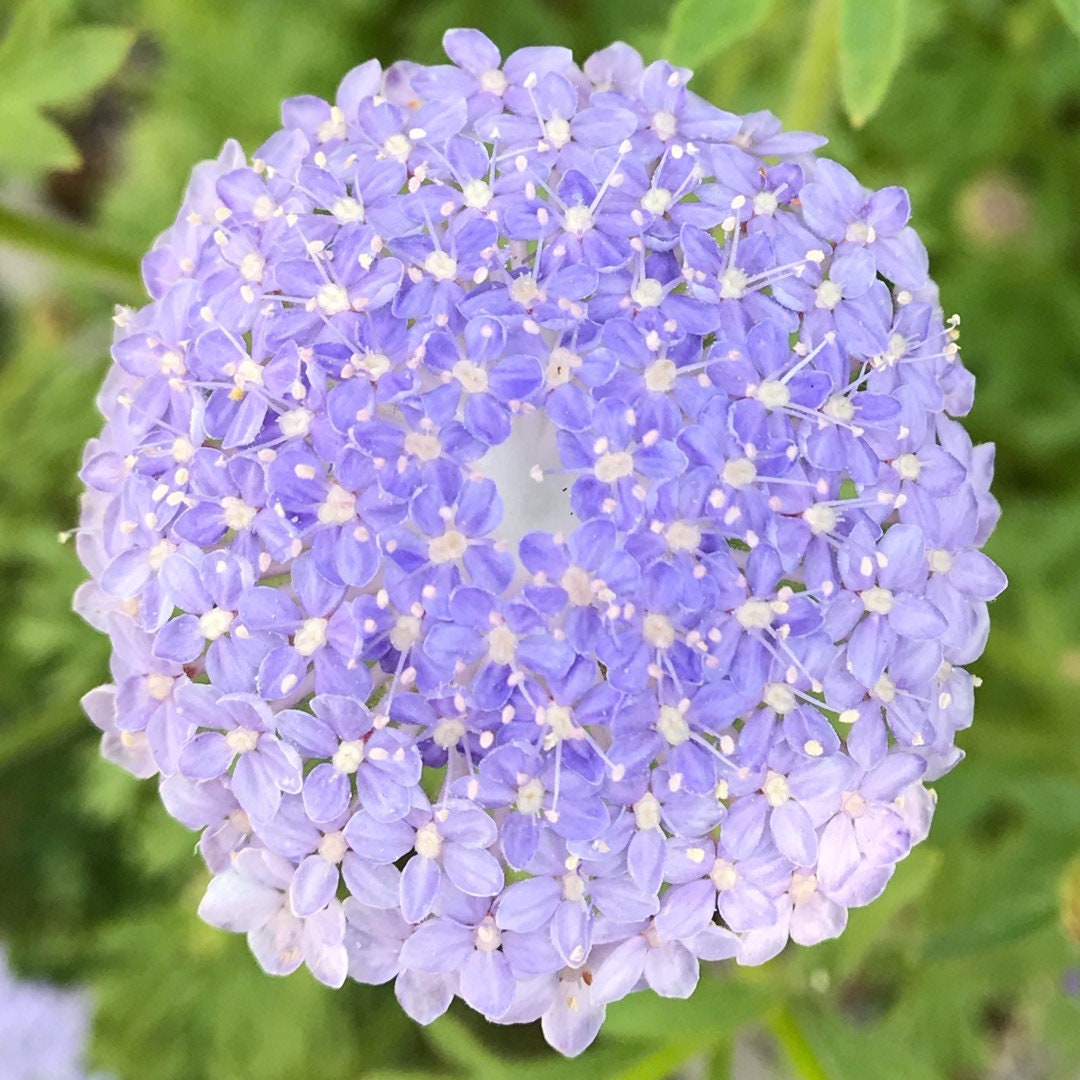Didiscus 'blue Lace Flower' Pink White and Blue Mix 25 Seeds - Etsy