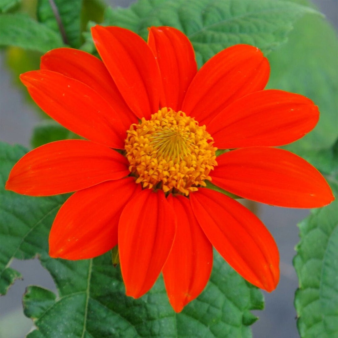 Sunflower Tithonia Mexican Torch 30 Seeds - Etsy