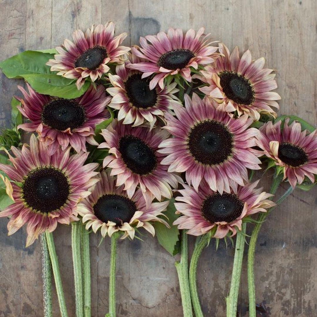 Sunflower Ruby Eclipse procut Plum 20 Seeds - Etsy