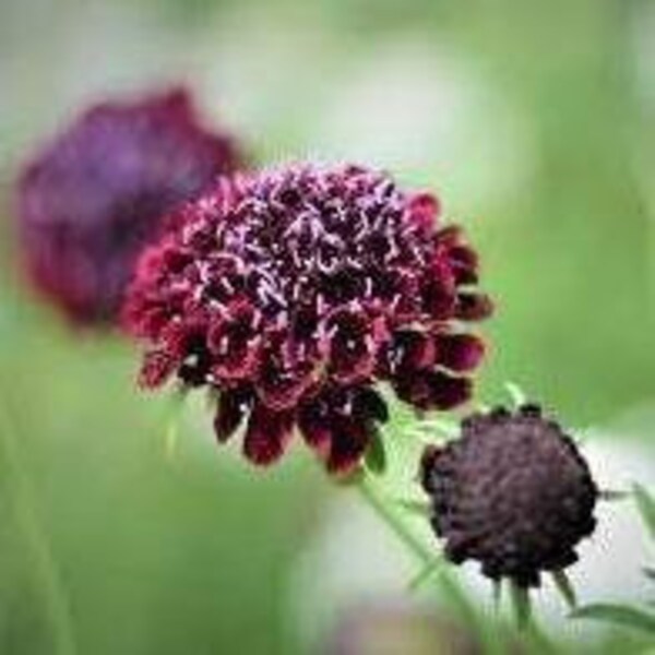 Black Knight Scabiosa - Etsy
