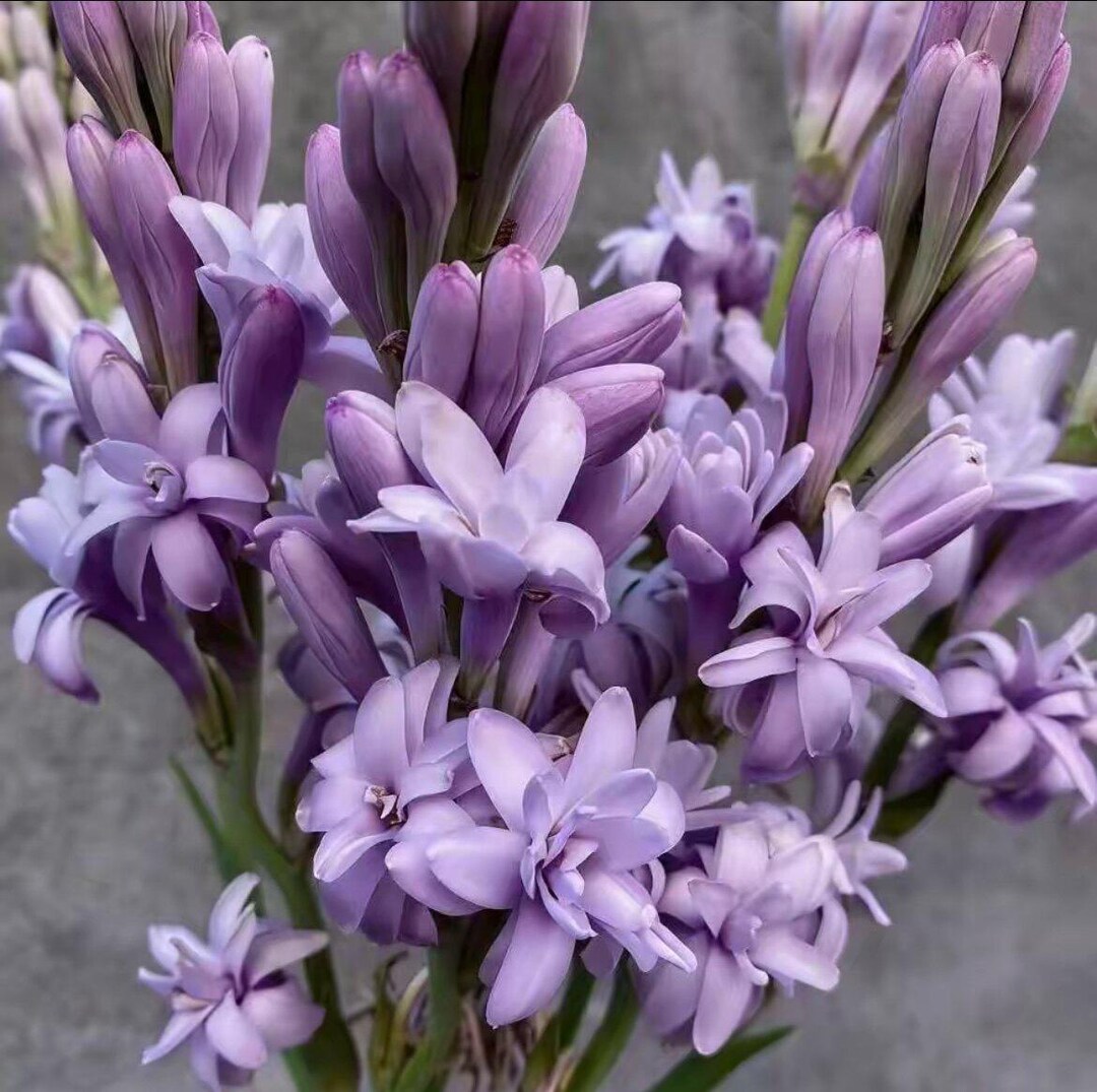 Purple Tuberose Bulb | Fragrant Night Blooming Flower | Rare Double ...