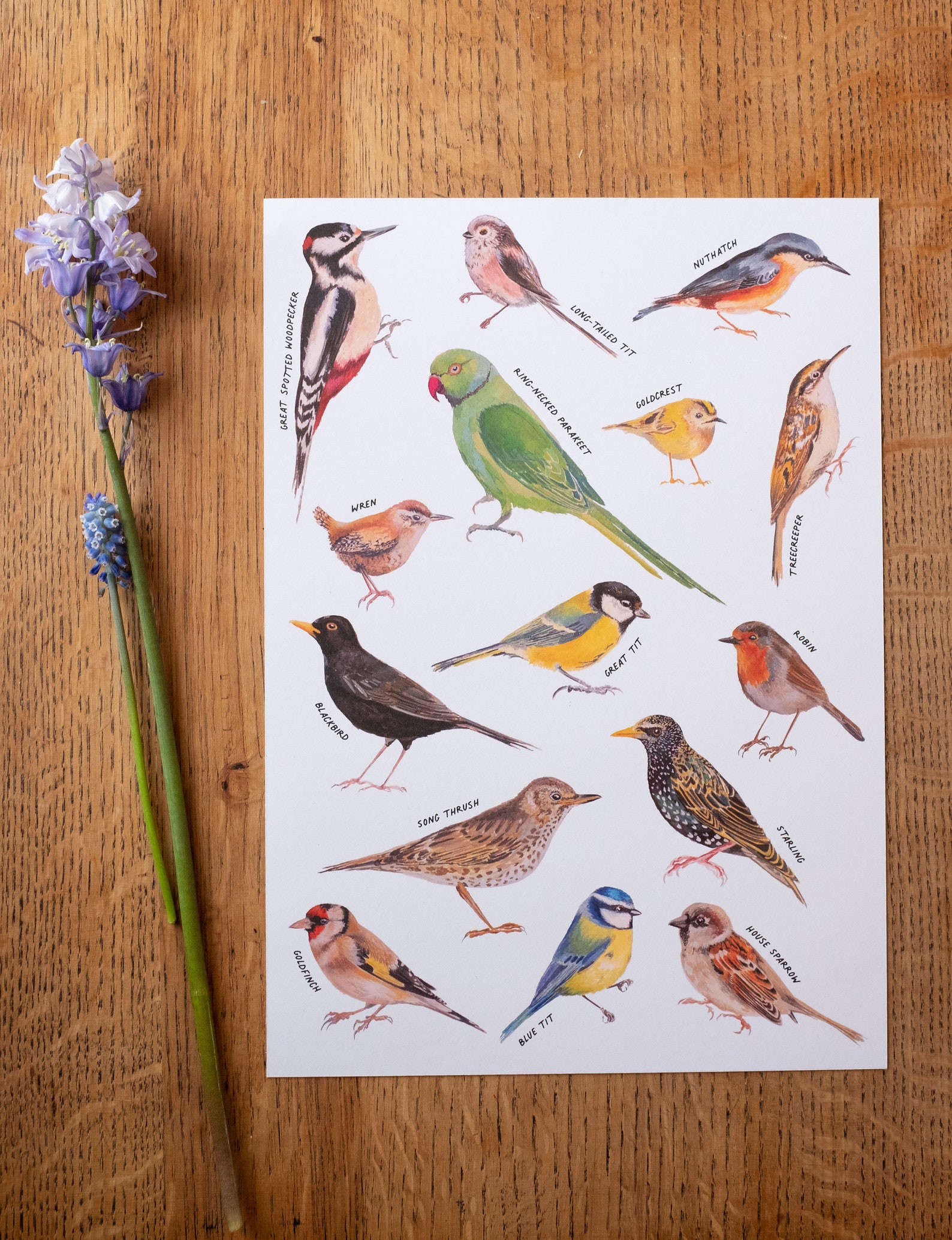 British Birds A4 Print - Etsy