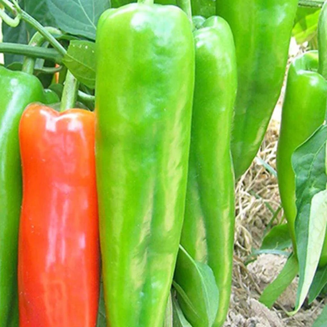 Sweet Pepper – Early Maturing, High Yield, Disease Resistant, Crisp ...