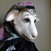 Handmade Paper Mâché Sheep Mask, Halloween Costume - Etsy