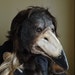 Crow Mask, Raven Mask, Bird Mask, Bird Costume, Masquerade Mask ...