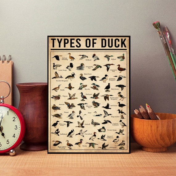 Types Of Ducks Poster at Armand Dunn blog