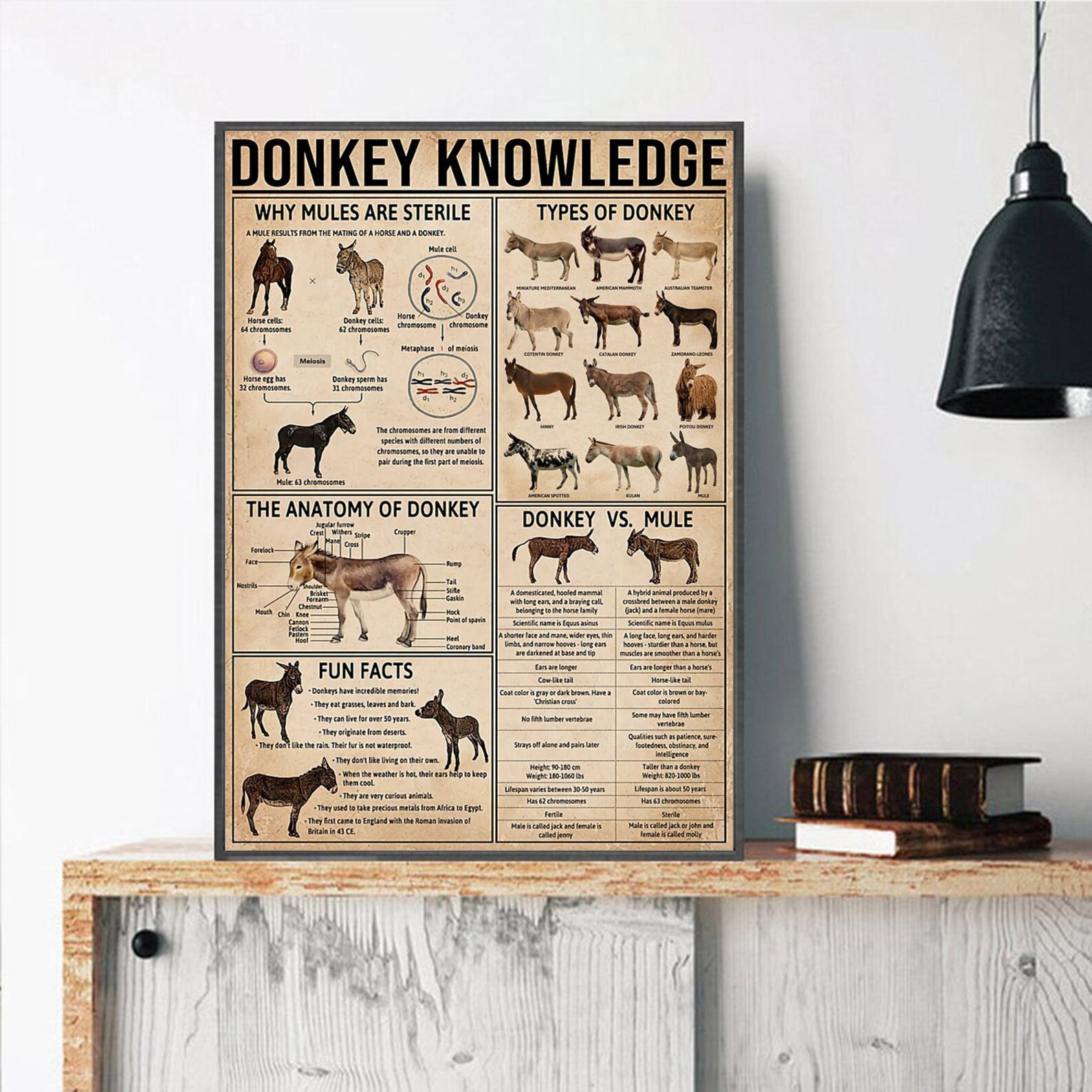 Donkey Knowledge Poster Donkey Poster Donkey Lover Gift - Etsy