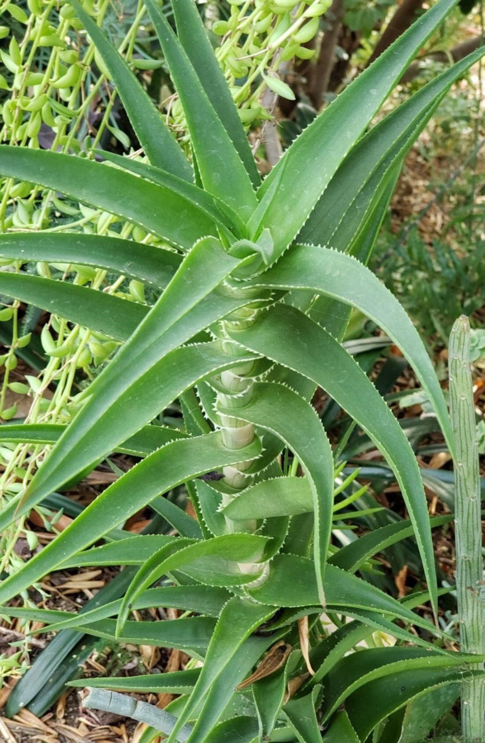 5 big climbing aloe aloiampelos juddii succulent cuttings | Etsy