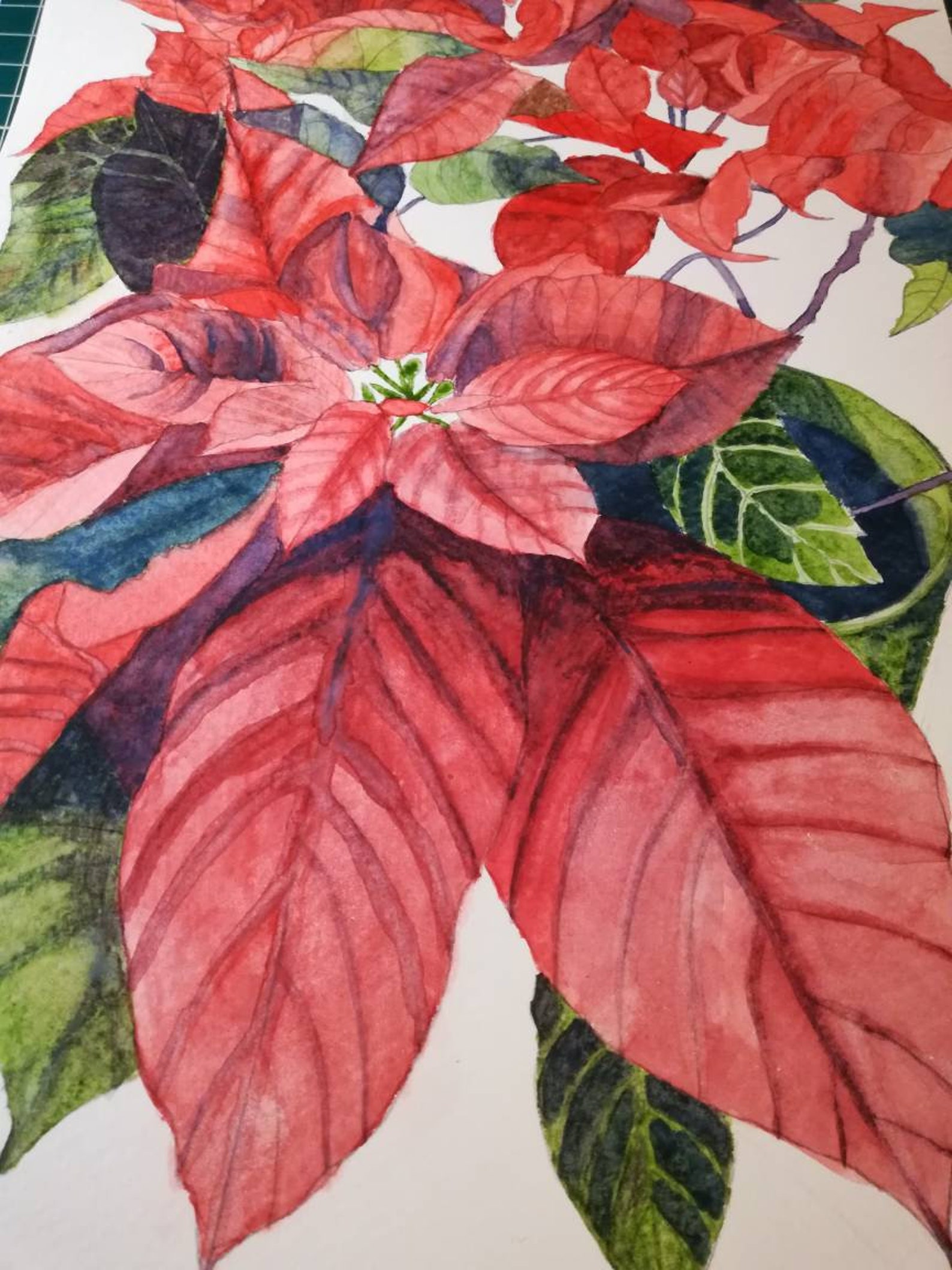 Poinsettia Watercolour Painting,poinsettia Watercolor,poinsettia ...