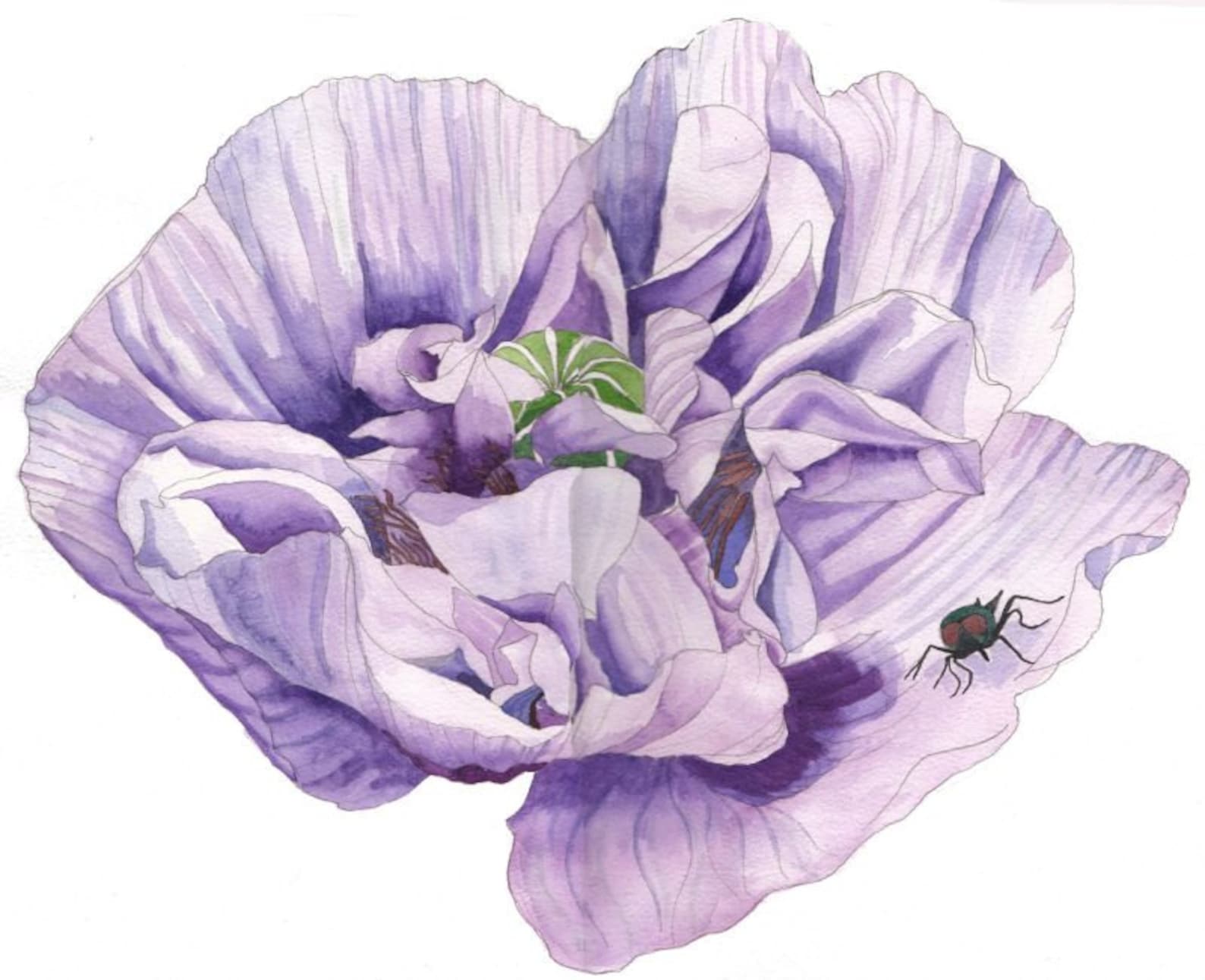 Purple Poppy, Purple Poppies,watercolour Original Flower Painting ...