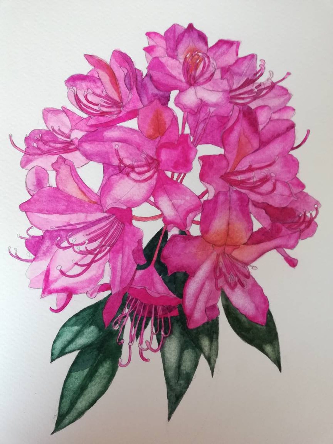 Rhododendron Watercolour Painting,rhododendron,pink Bloom,pink Flower ...