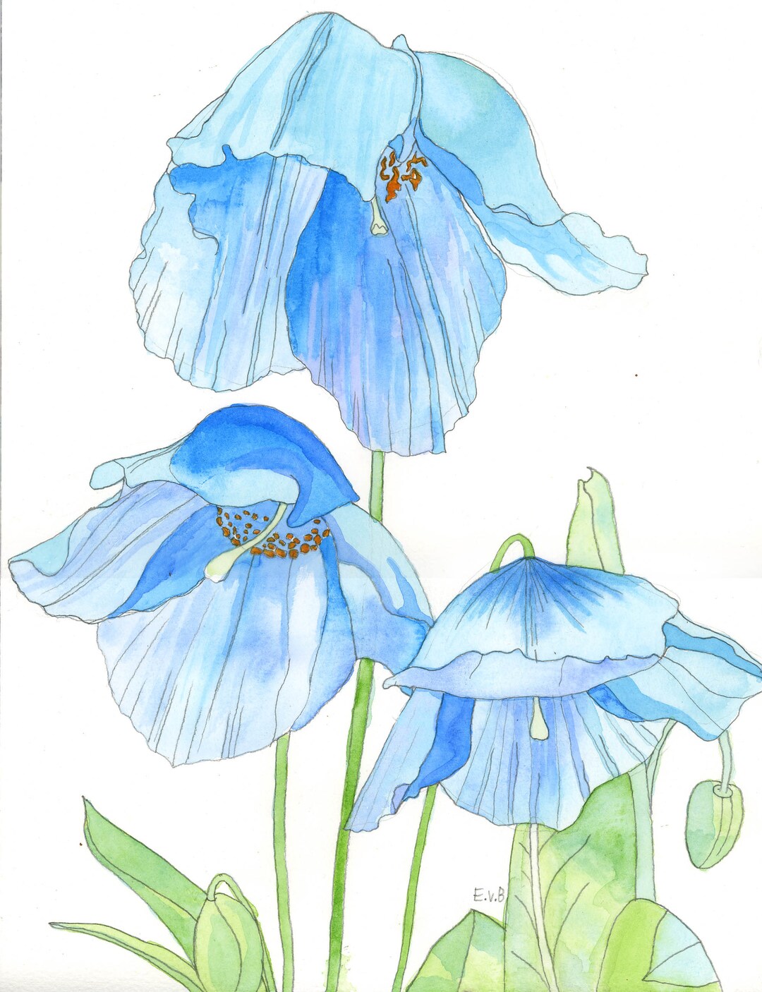 Original Watercolour Painting,blue Poppies,poppies,poppy,poppy Painting ...