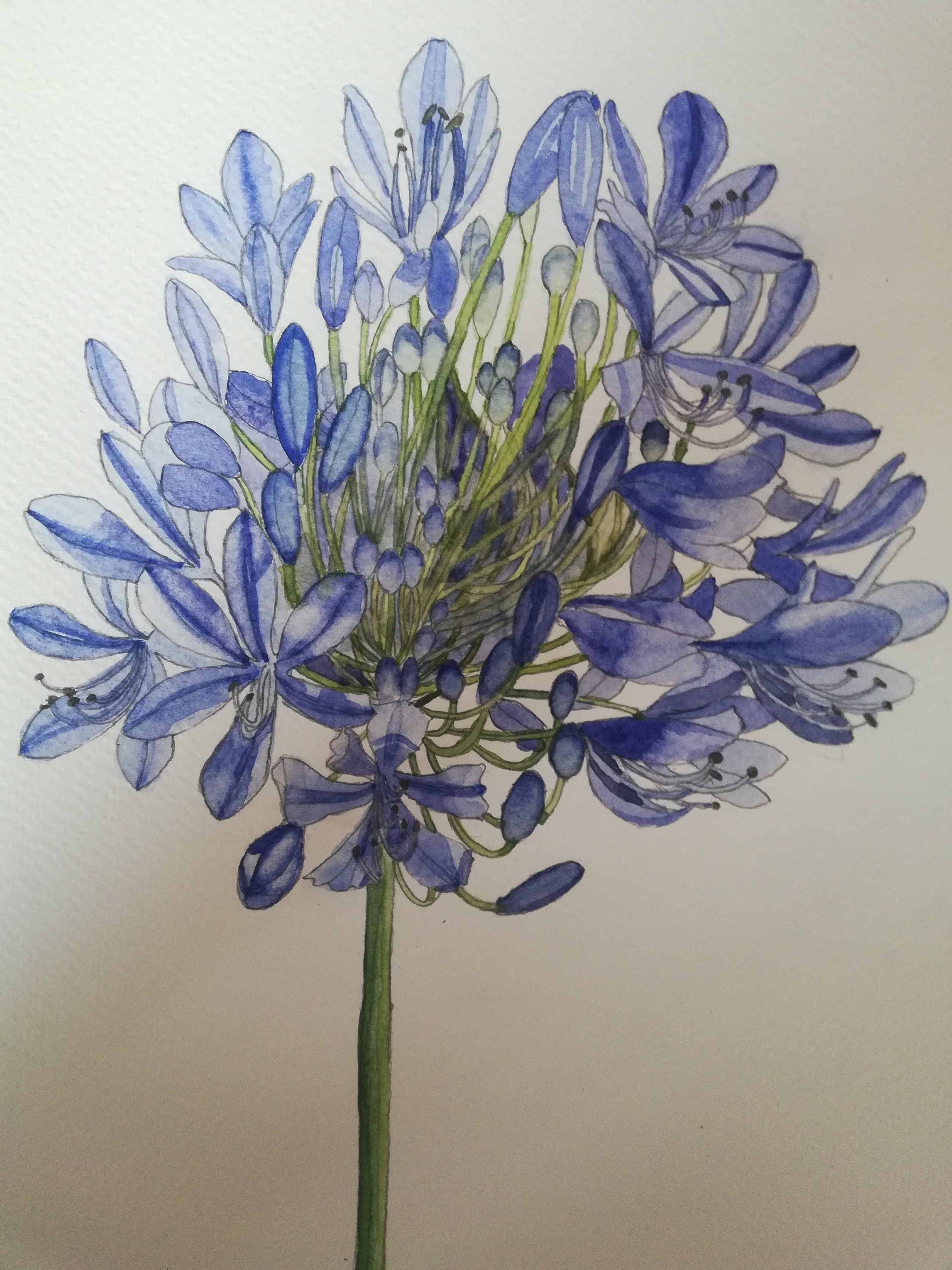 Agapanthus Watercolour, Agapanthus, Agapanthus Painting,agapanthus ...