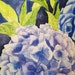 Blue Hydrangeas Watercolour Painting,hydrangeas Watercolour,hydrangea ...