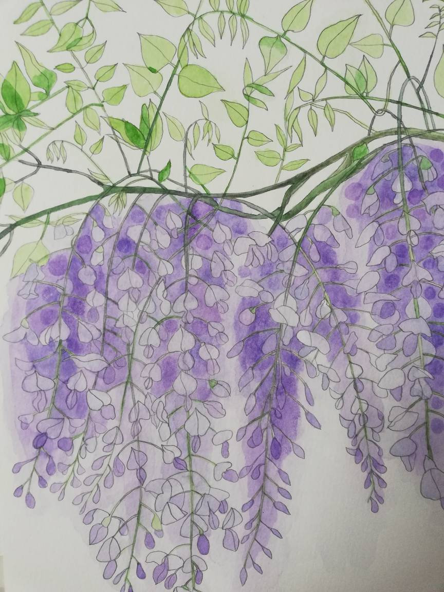 Wisteria Drawing