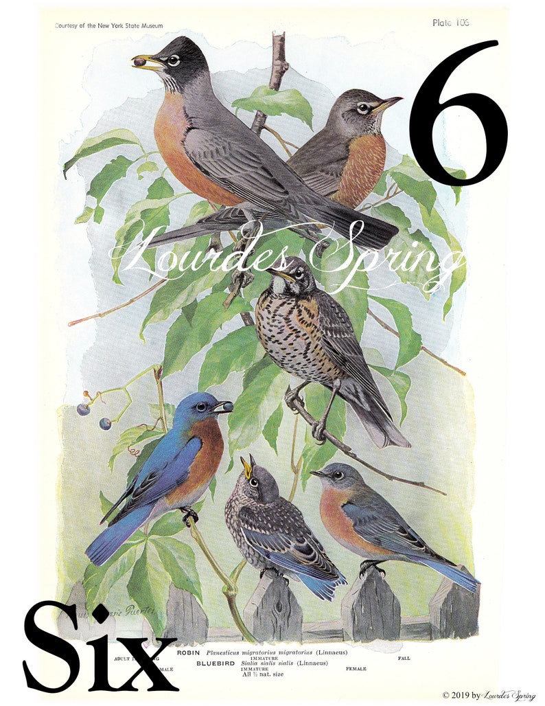 Vintage Bird Counting Cards Number Wall Art Printable PDF | Etsy