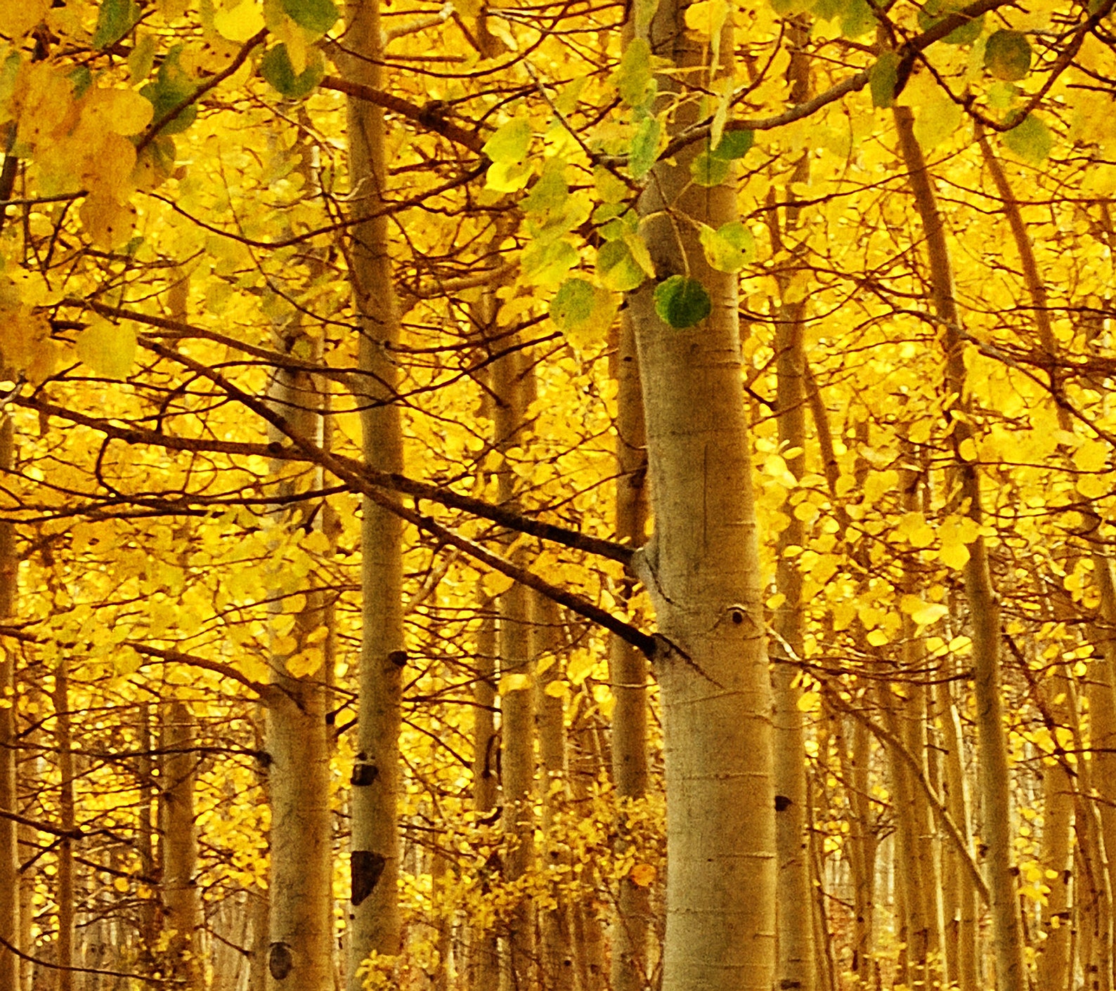 Golden Aspen Photo Honey Gold Autumn Colors Landscape - Etsy