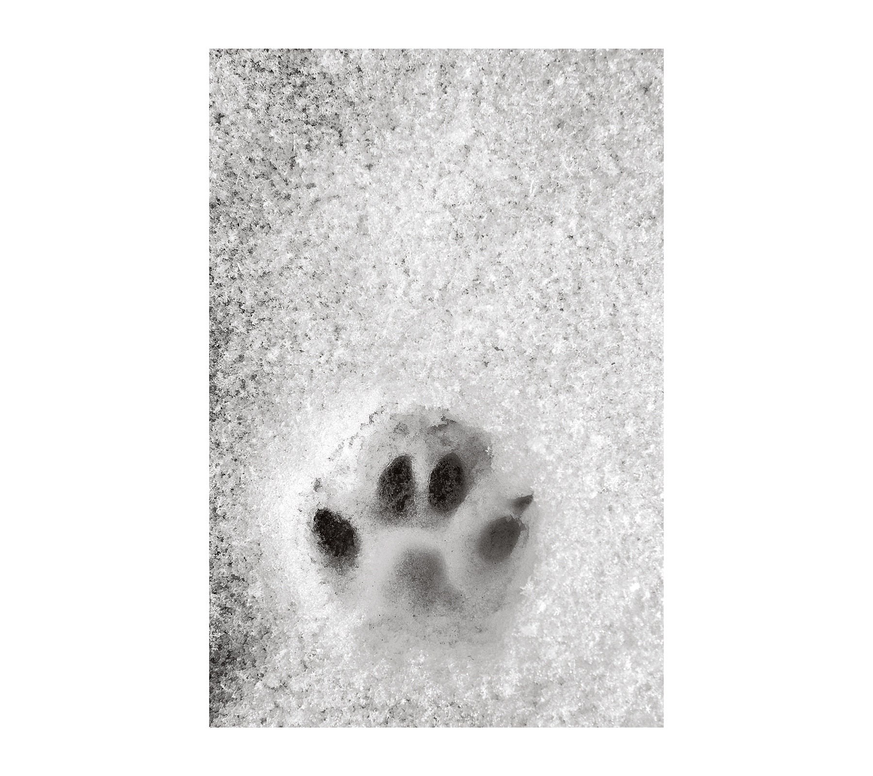 Fox Paw Print In Snow