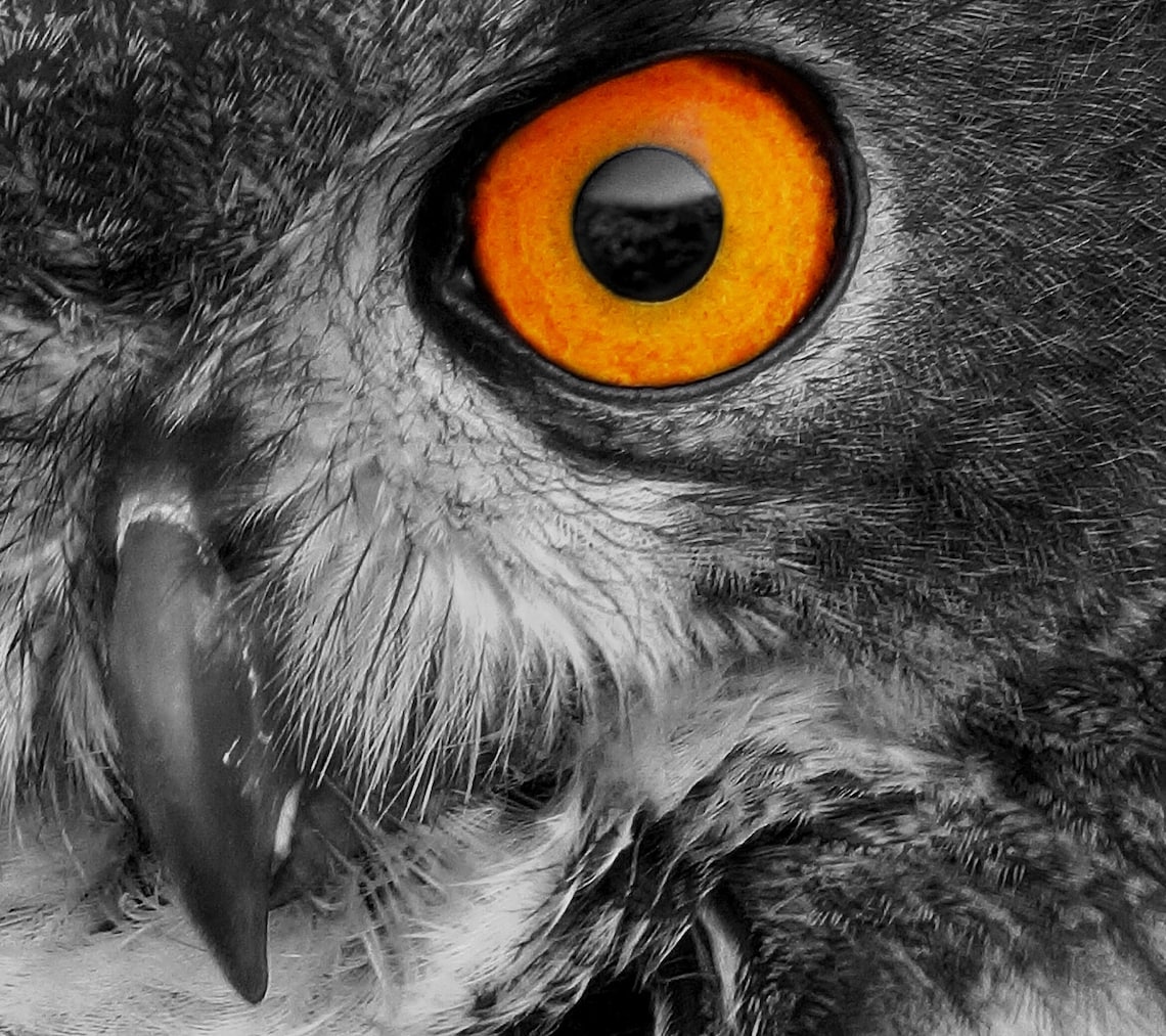 Eagle Owl Photo Wildlife Photography Bird Photo Nature - Etsy