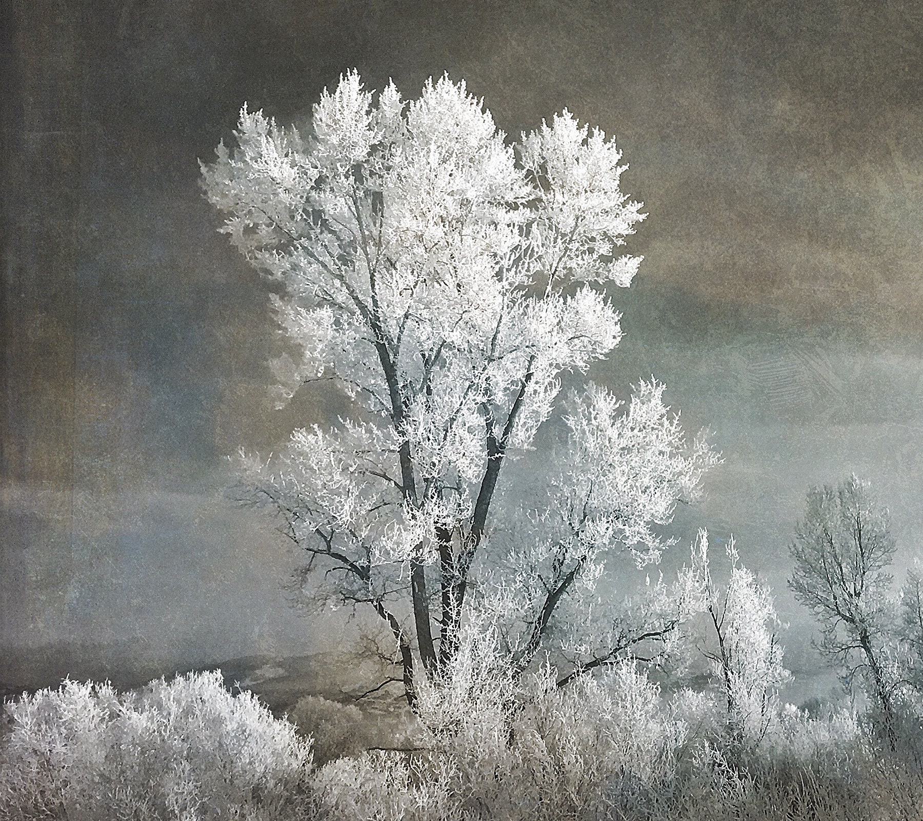 Surreal Winter Scene, Winter Wonderland, Snow Scene, Hoarfrost Magic ...